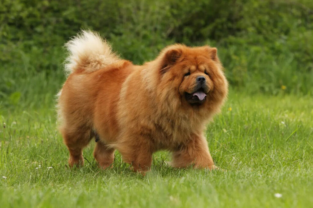 Chow chow: origen, características y cuidados de la raza de perro