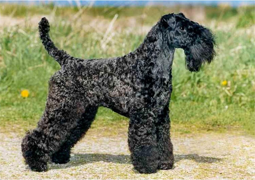 El Kerry Blue Terrier como mascota: Orígenes, personalidad y cuidados