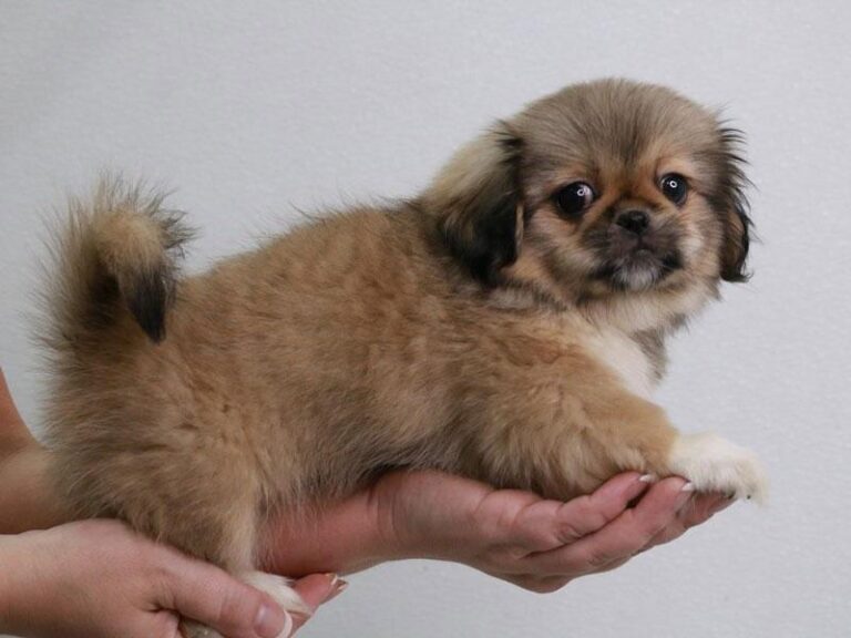 Pequinés: guía sobre cuidado, personalidad y entrenamiento para dueños ...