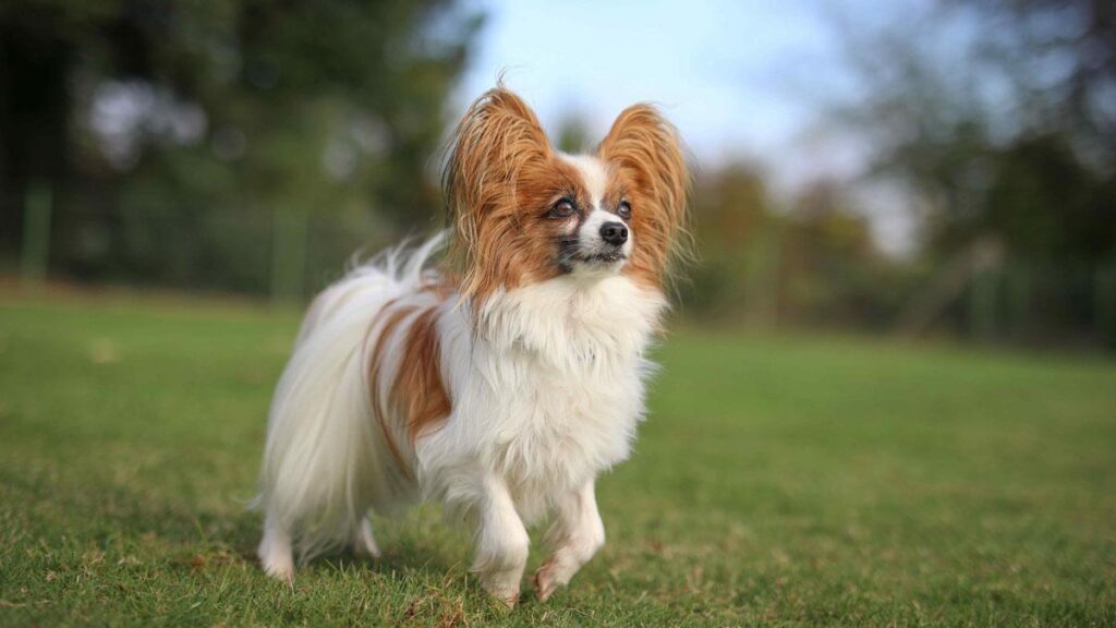 El perro papillón: características, cuidados y consejos para adoptarlo