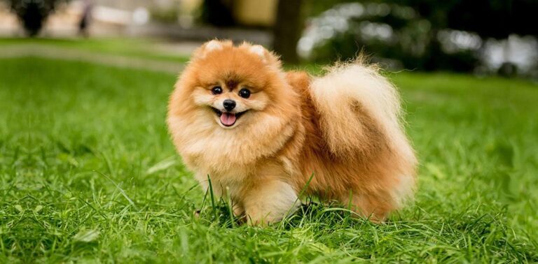 Pomerania: cuidados, consejos y guía completa para dueños