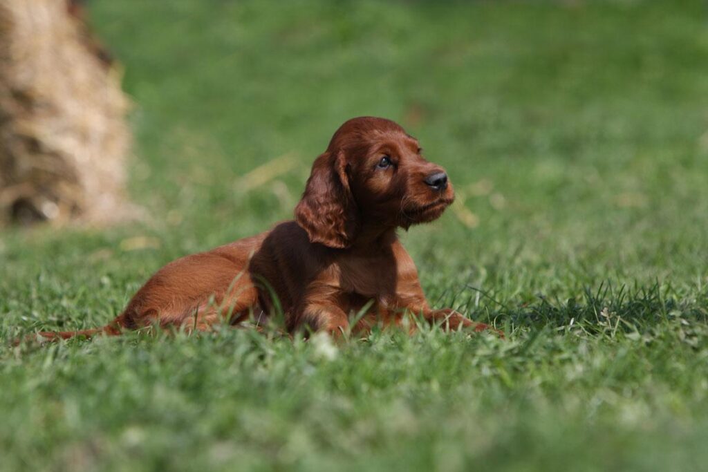 Setter irlandés: raza de perro de caza, tamaño, peso, colores